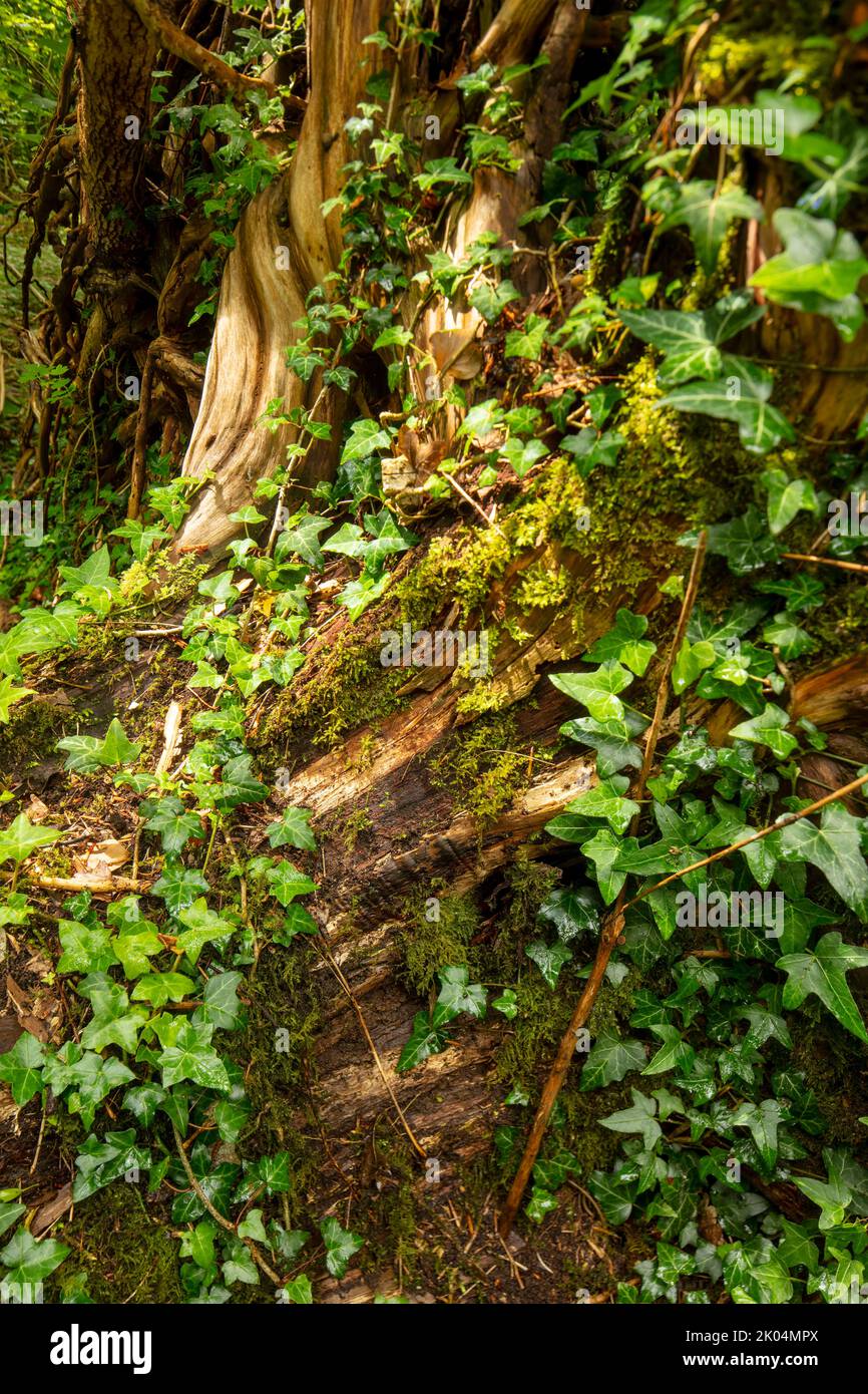 Natures chaos. Natural woodland patterns and textures formed by ...