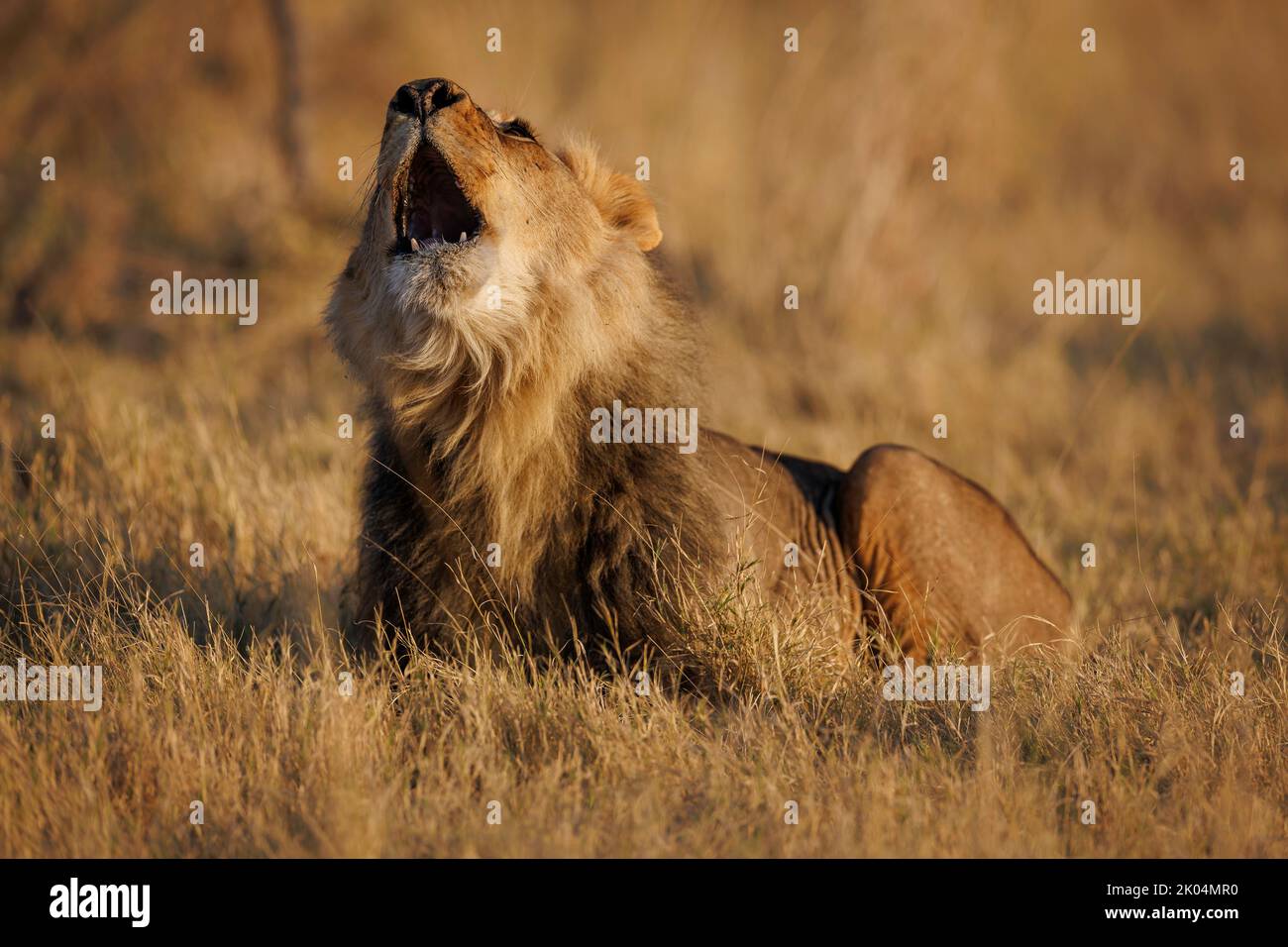 A young male lion lifts his head and roars, horizontal portrait in warm ...