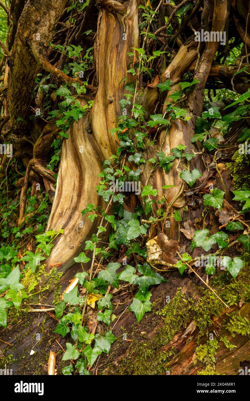 Natures chaos. Natural woodland patterns and textures formed by ...