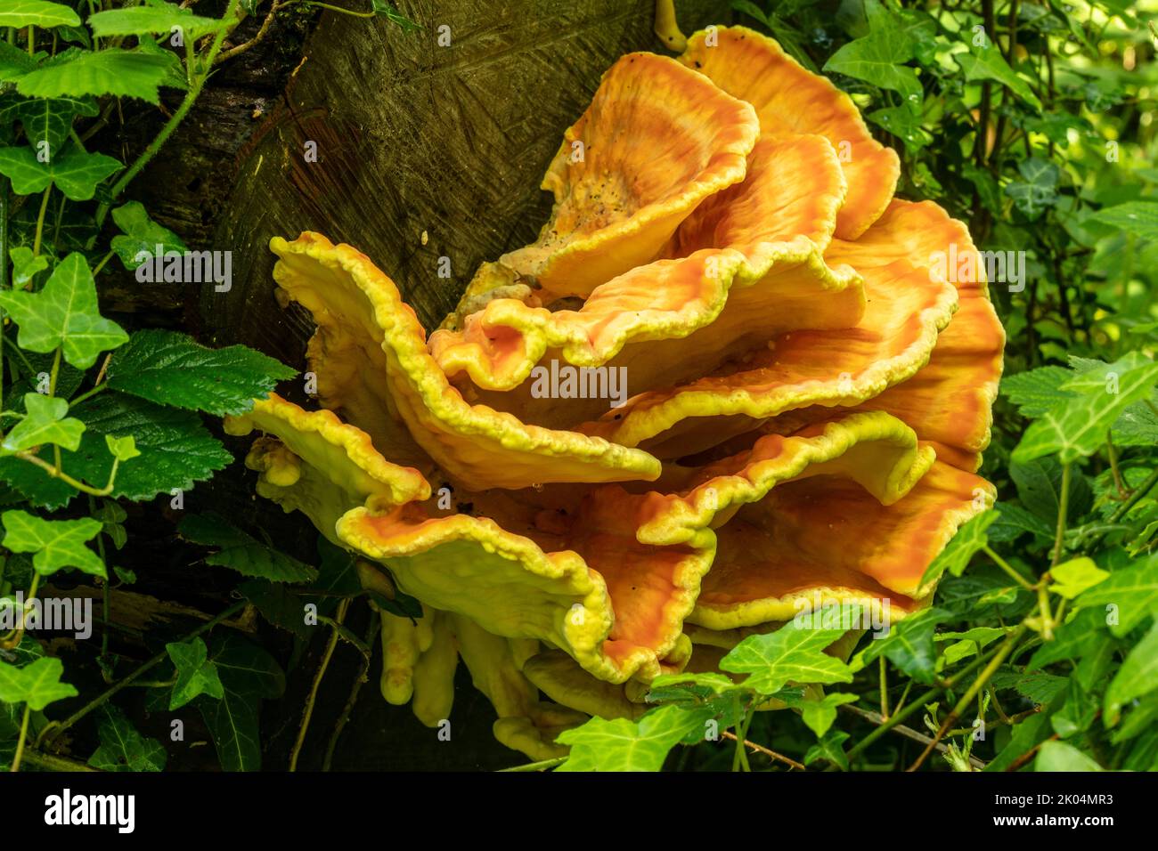 Large yellow orange bracket fungi, possibly Chicken of the Woods ...