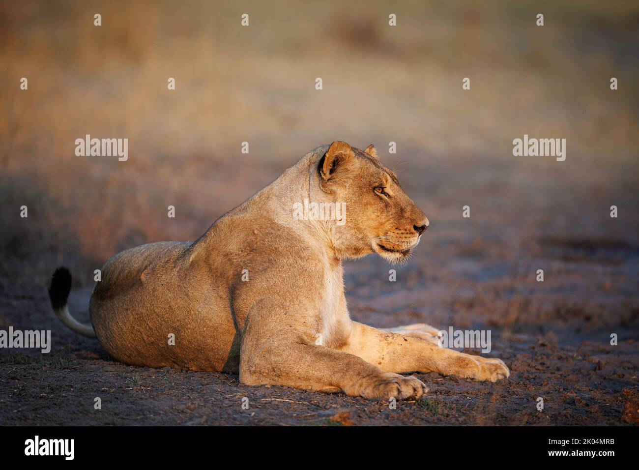 A simple golden hour horizontal portrait, of a gorgeous lioness, with a ...