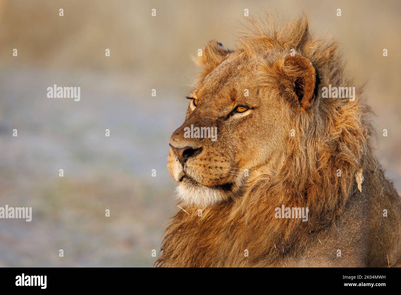 horizontal male lion head and mane portrait, in warm light with a ...