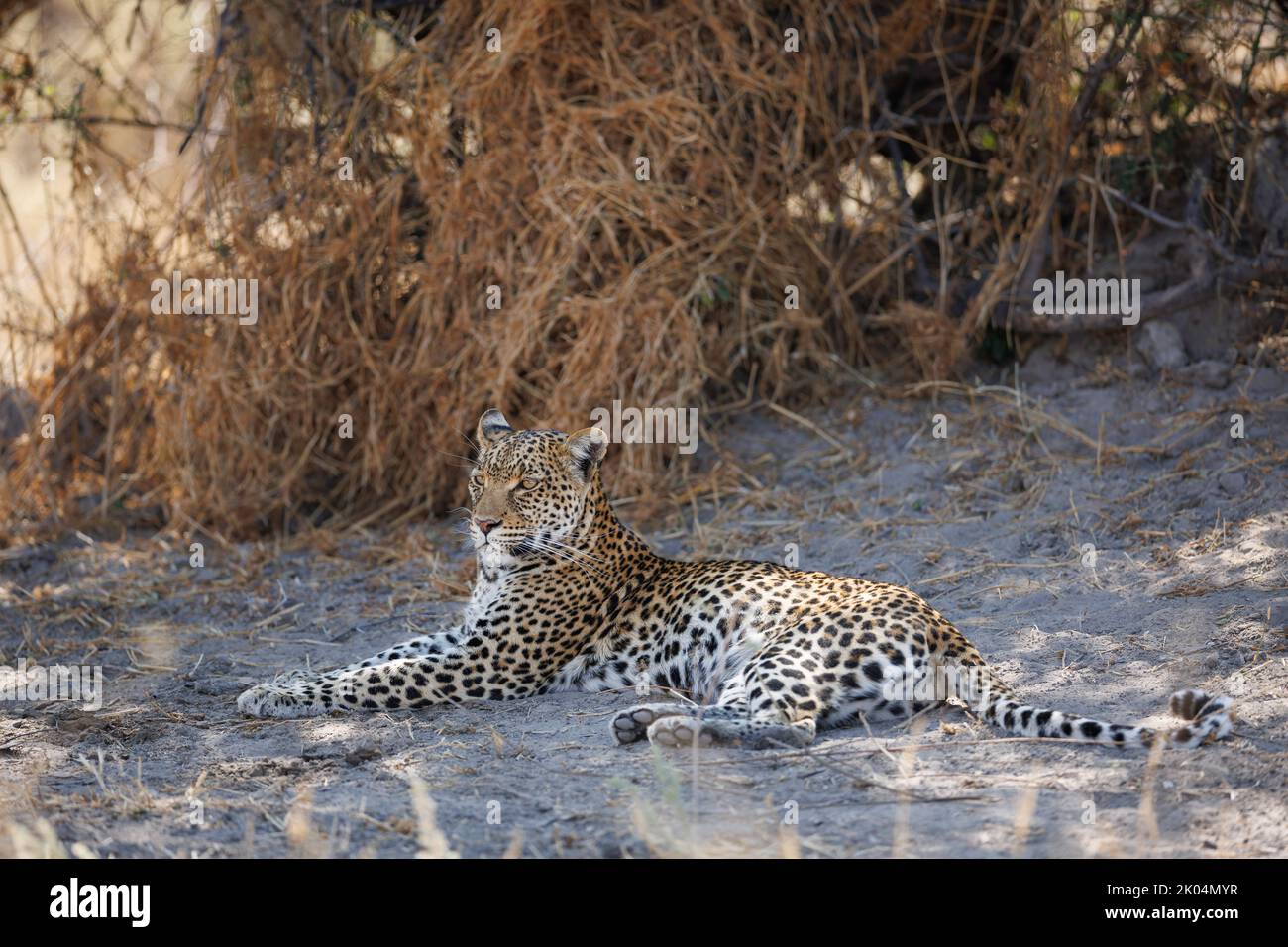 a beautiful female leopard, panthera pardus, lies resting in the shade ...