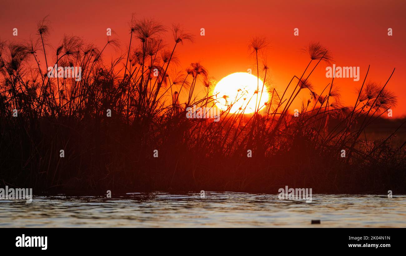 A glorious Sunset on the chobe river, with grasses and reeds ...