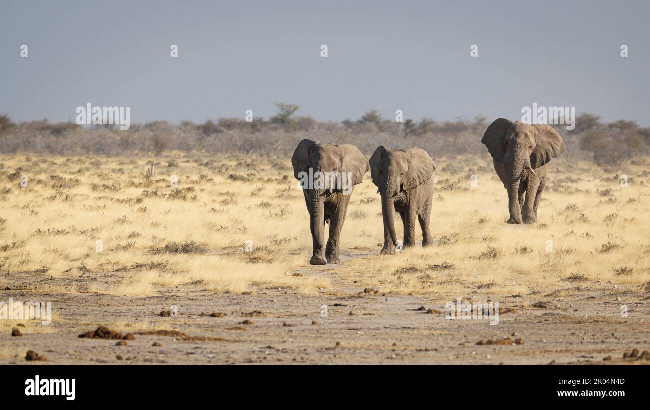 Three elephants approach the water hole to drink, across a dry but ...