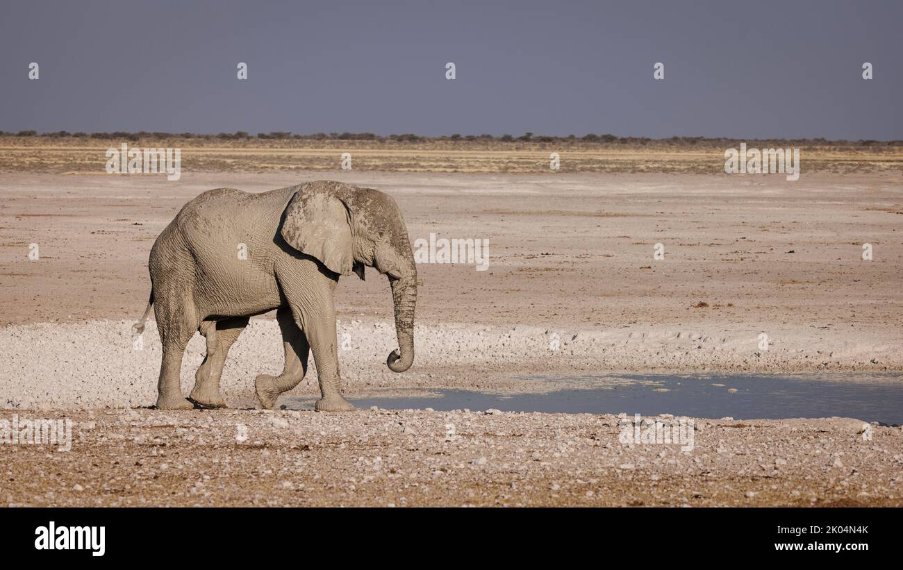 a solitary elephant approaches the water hole to drink, on a dry plain ...