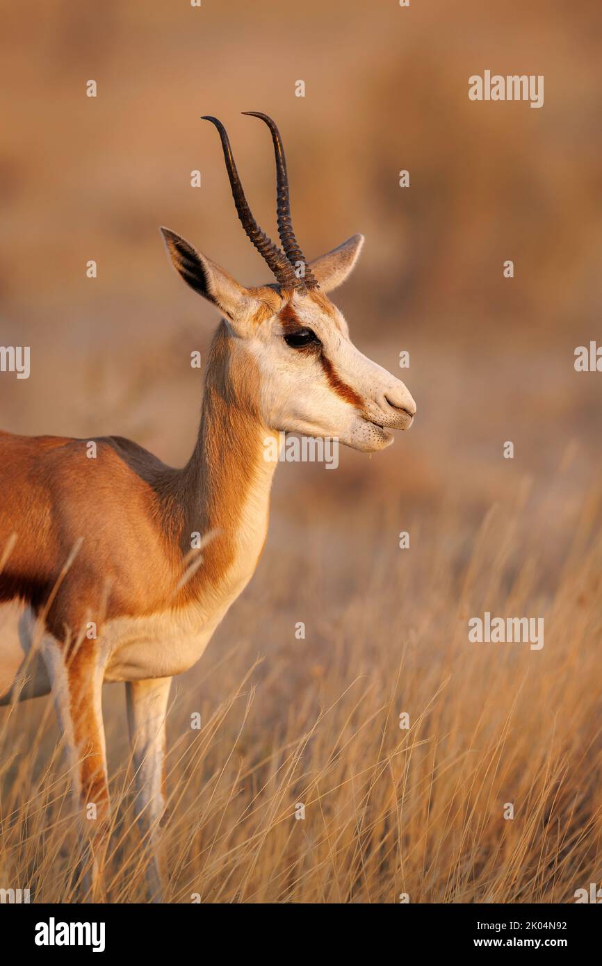 Springbok with blurred background hi-res stock photography and images ...