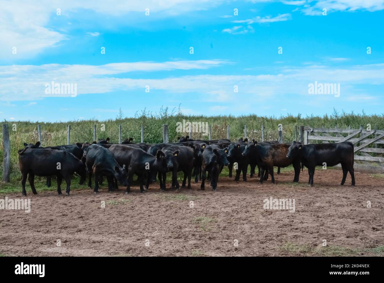 Cows raised with natural pastures, meat production in the Argentine ...
