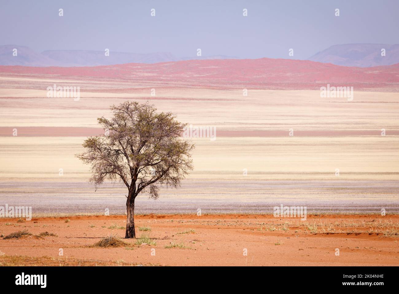 Multiple colourful layers of sand and sky with a single tree form a ...