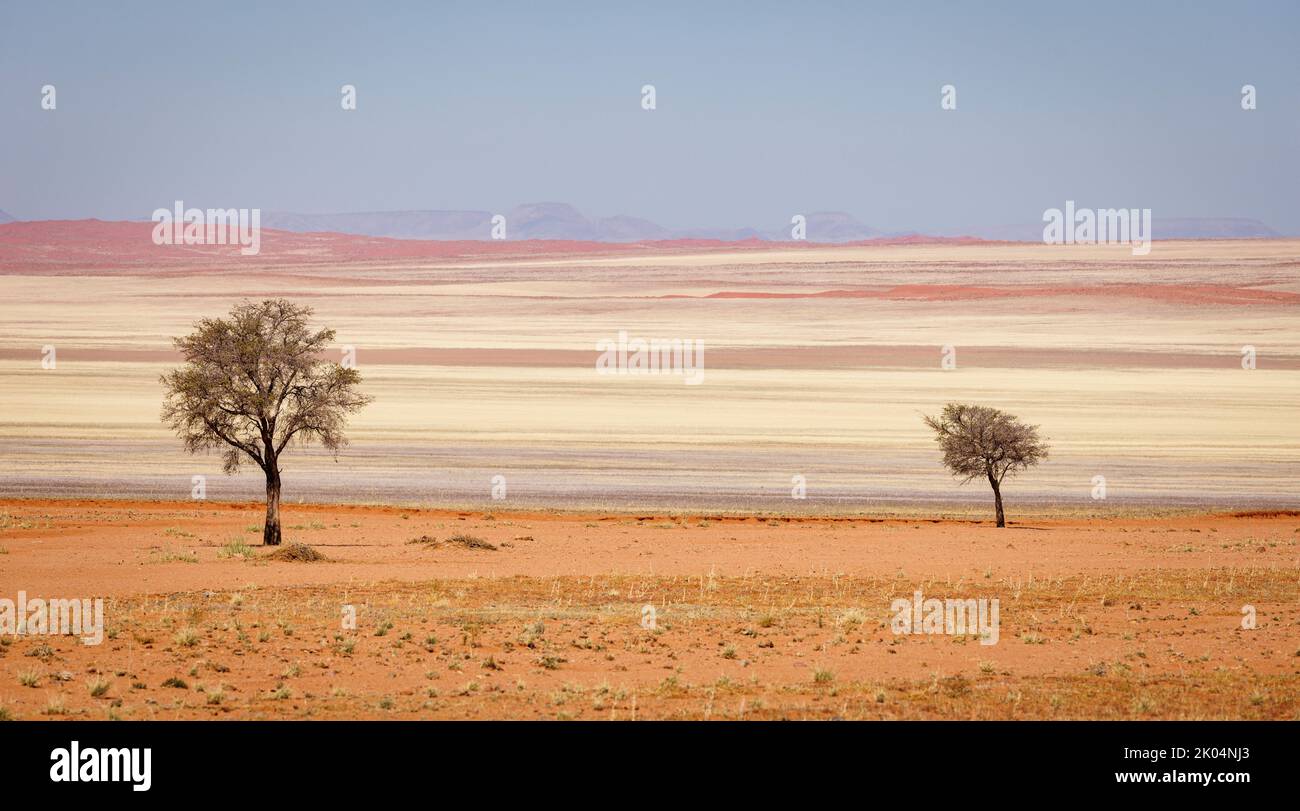 Two trees and colourful layers of sand and grasses form the Namib ...