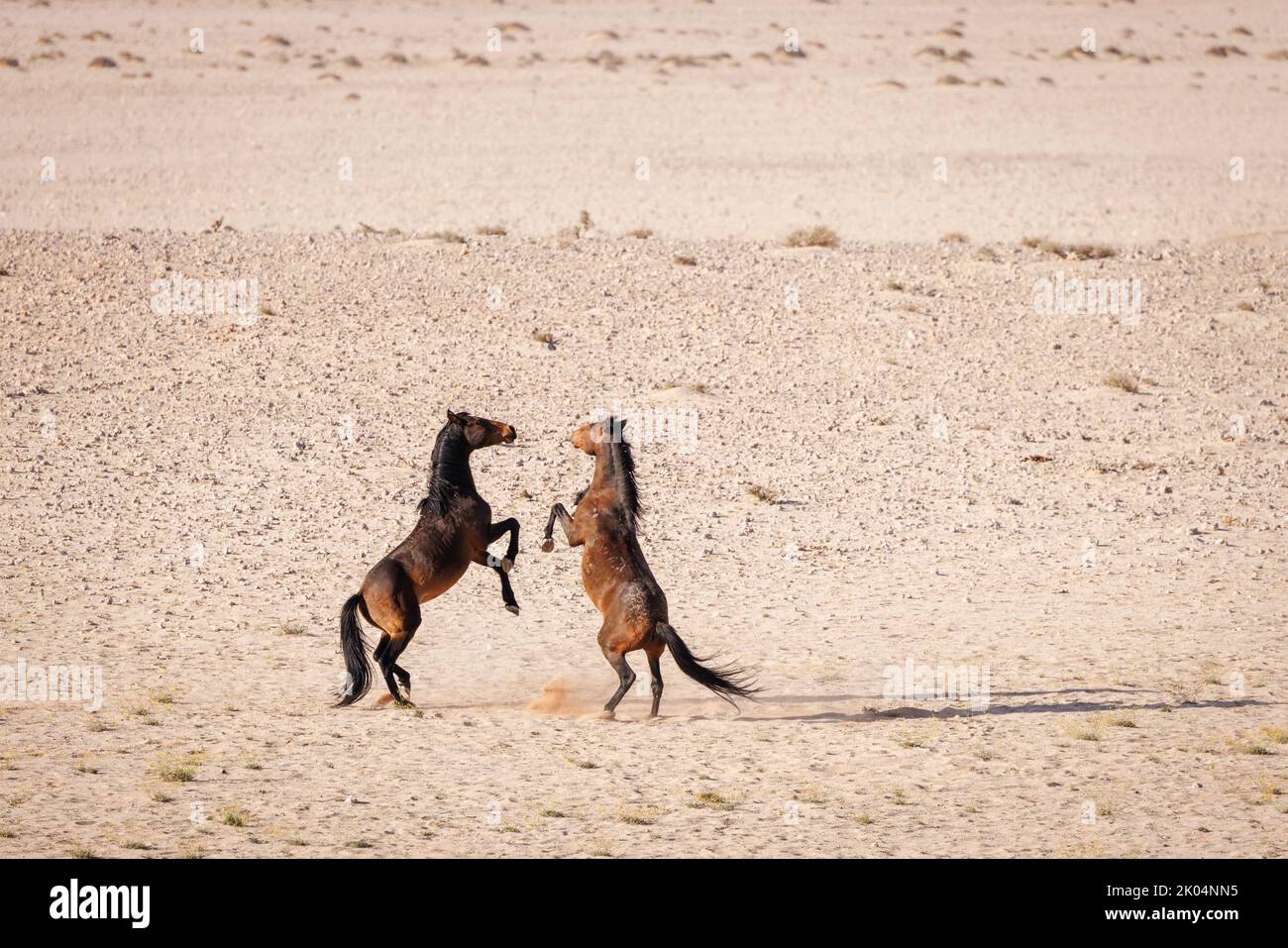 Two Feral namib desert horses rear up on their hind legs, interacting ...