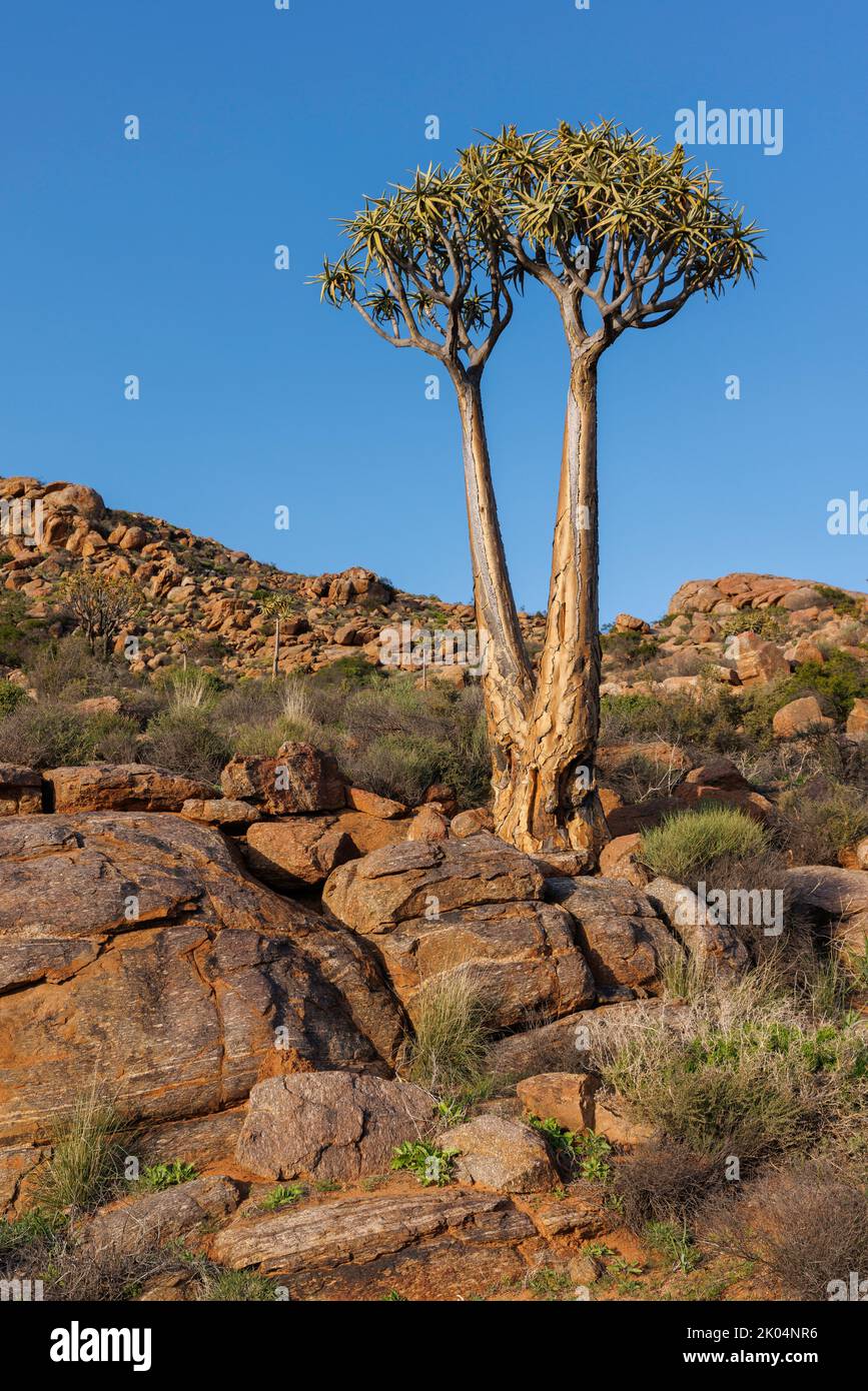 Vertical portrait of a twin stemmed quiver tree in a hi-res stock ...