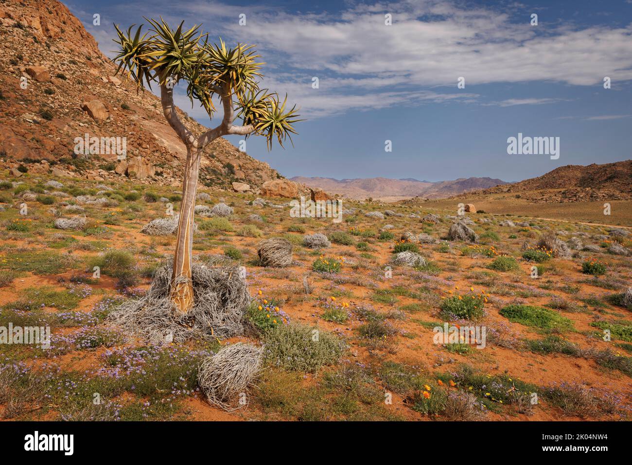 flowers, near Gamoep, Namaqualand, Northern Cape, South Africa Stock ...