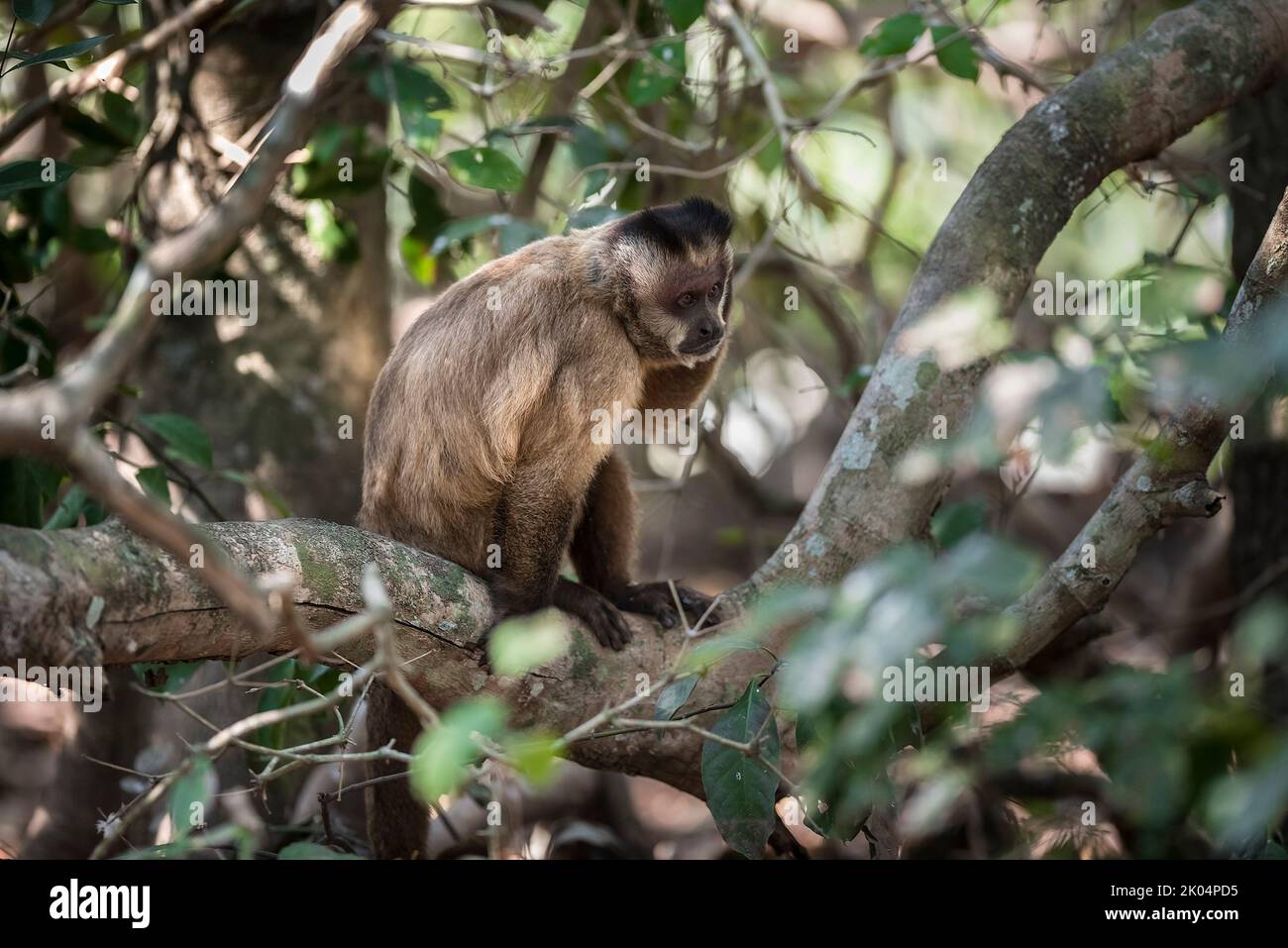 Brown striped tufted capuchin.South America Stock Photo - Alamy
