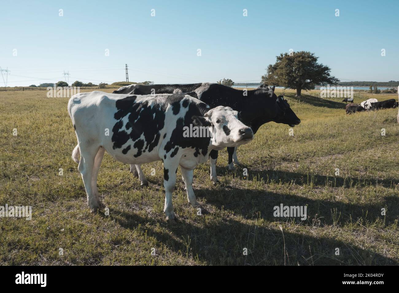 Cows raised with natural pastures, meat production in the Argentine ...
