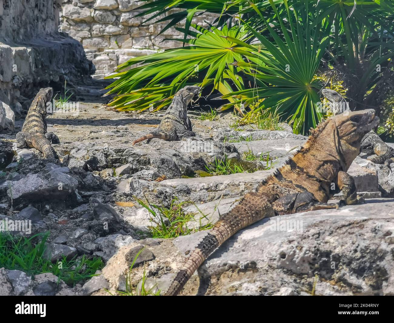 Huge Iguana gecko animal on rocks at the ancient Tulum ruins Mayan site ...