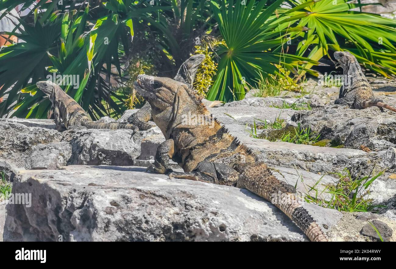 Huge Iguana gecko animal on rocks at the ancient Tulum ruins Mayan site ...