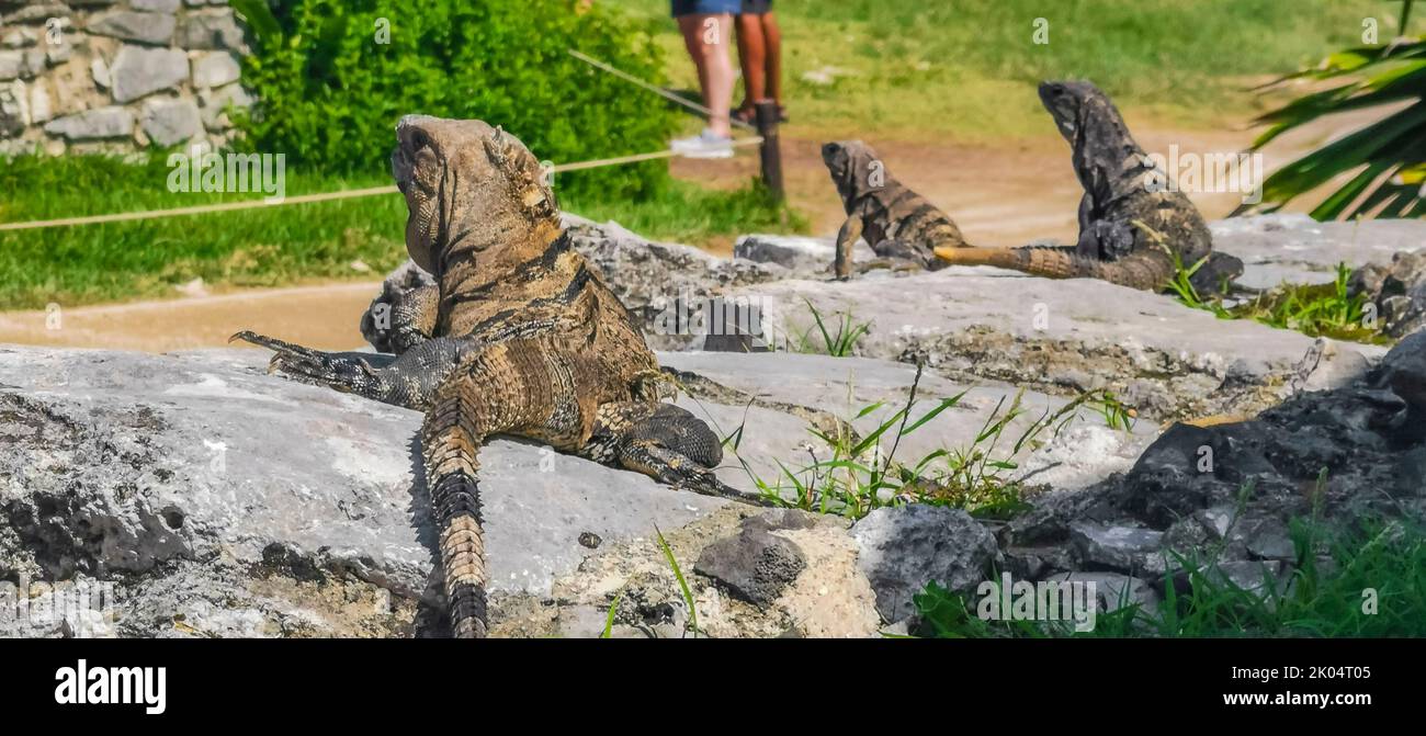 Huge Iguana gecko animal on rocks at the ancient Tulum ruins Mayan site ...