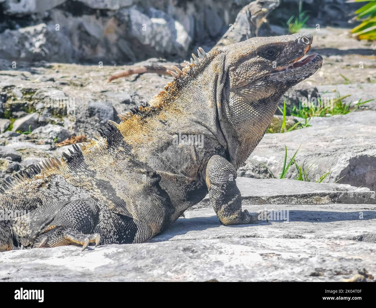 Huge Iguana gecko animal on rocks at the ancient Tulum ruins Mayan site ...