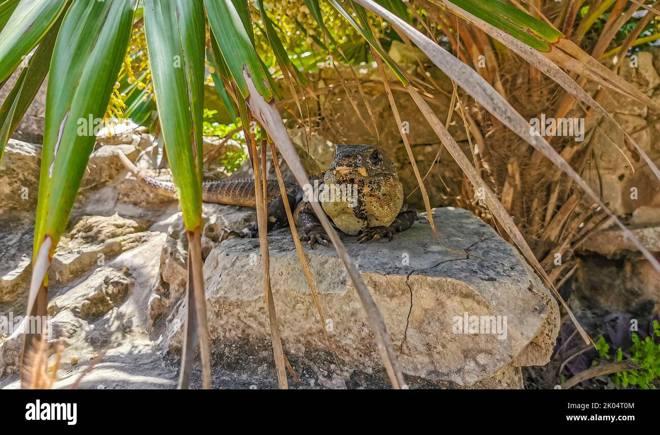 Huge Iguana gecko animal on rocks at the ancient Tulum ruins Mayan site ...