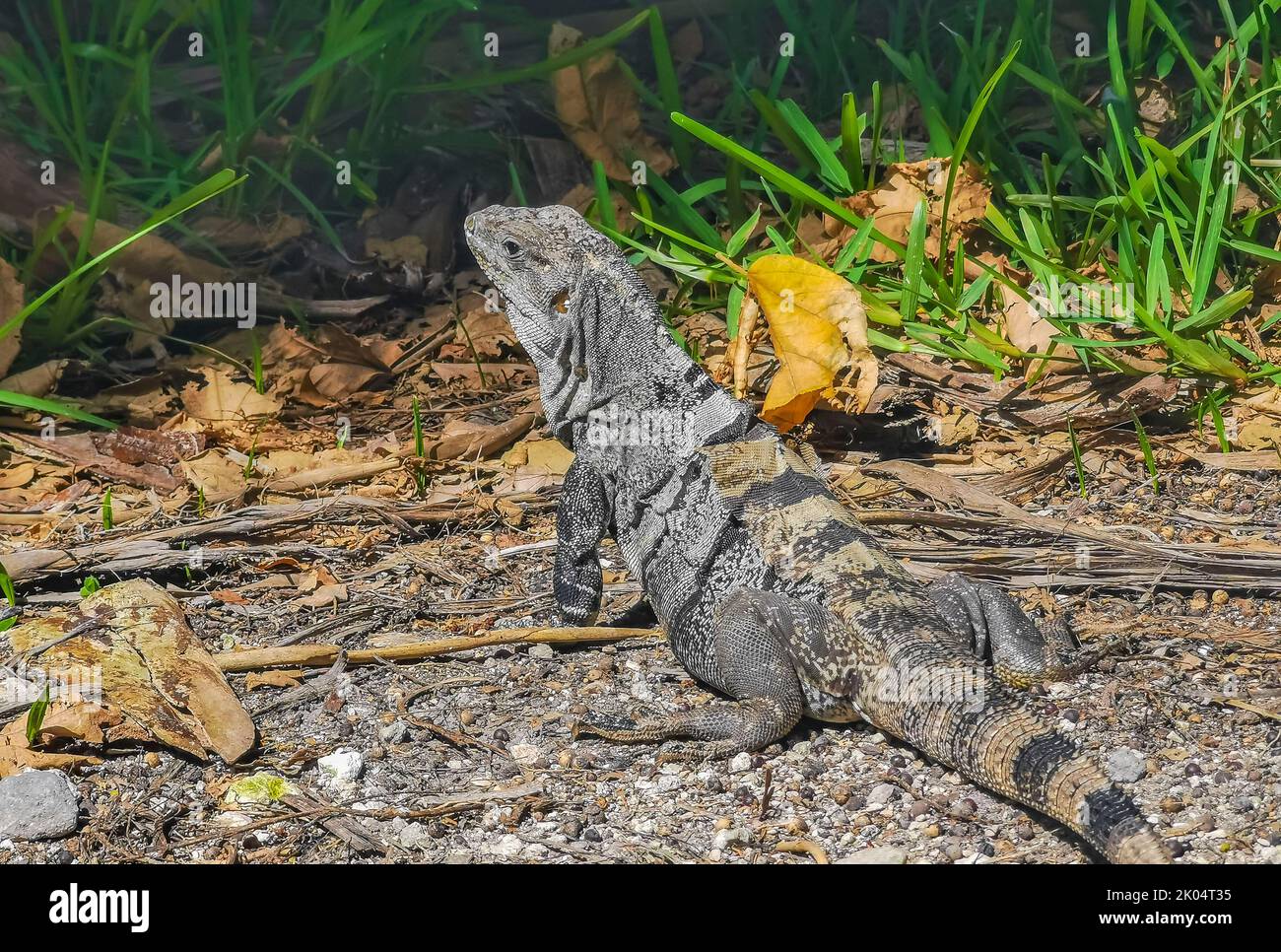Huge Iguana gecko animal on rocks at the ancient Tulum ruins Mayan site ...