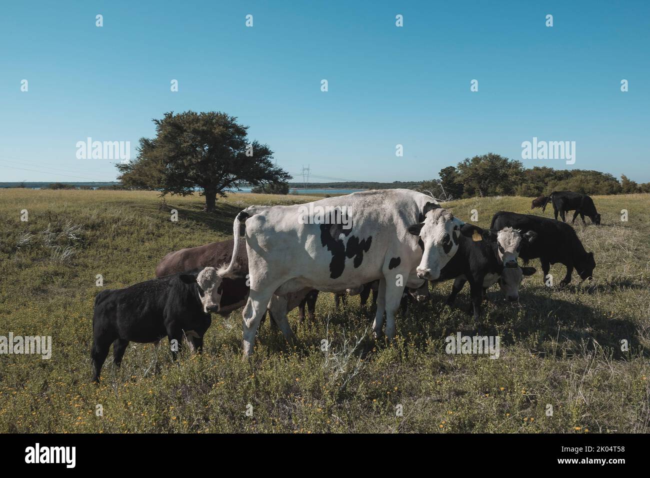 Cows raised with natural pastures, meat production in the Argentine ...