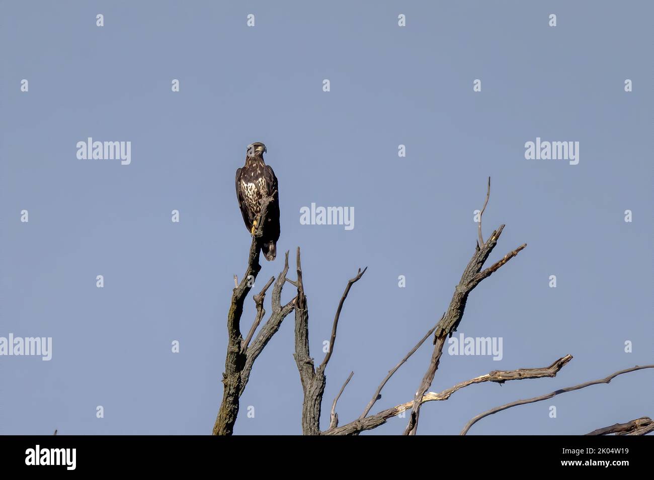Young bald eagle (Haliaeetus leucocephalus) native American animal and ...