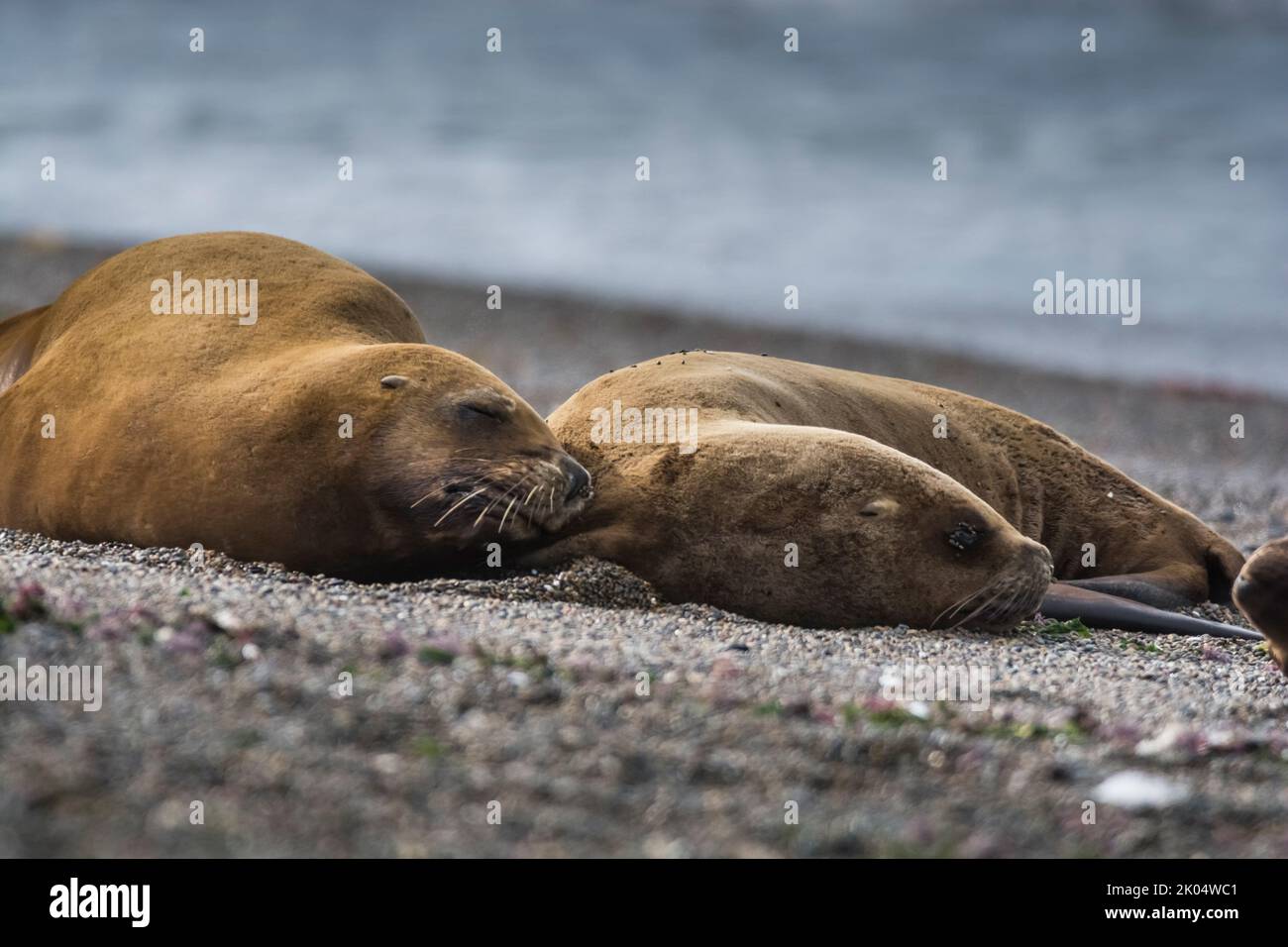 Sea Lion Baby in Peninsula Valdes, Unesco World Heritage Site, Chubut ...