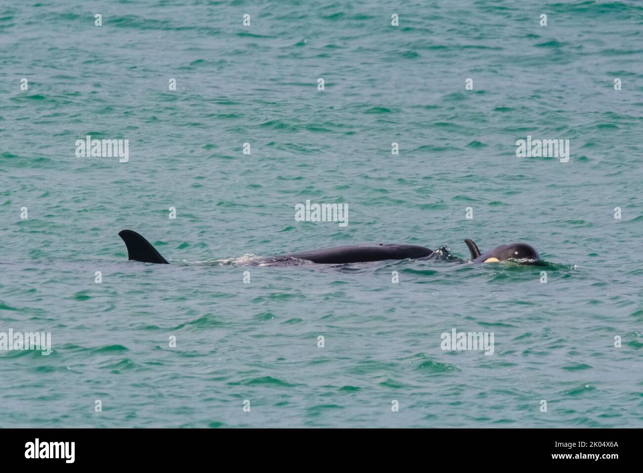 Killer whale hunting sea lions, Patagonia, Argentina Stock Photo - Alamy