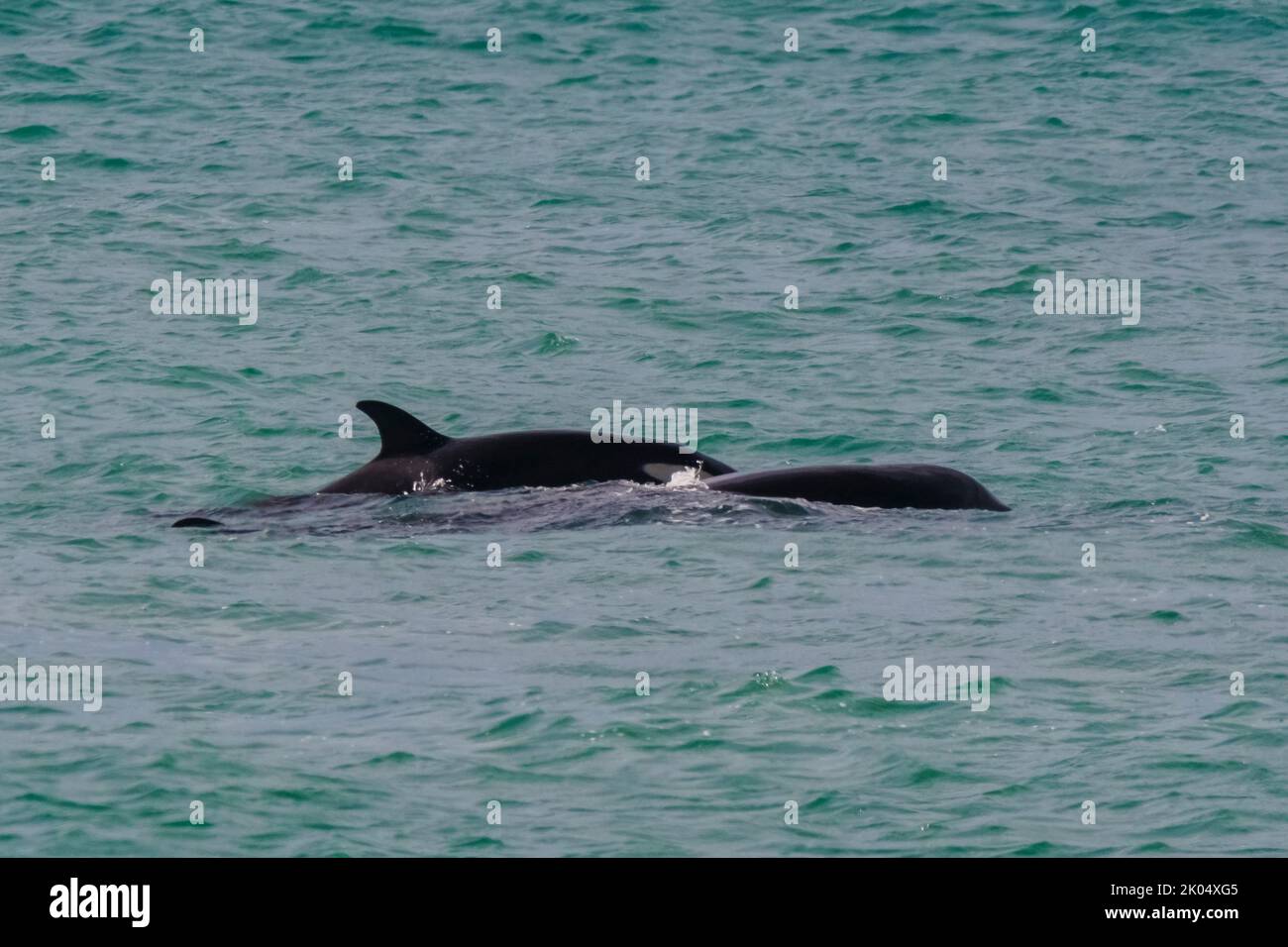 Killer whale hunting sea lions, Patagonia, Argentina Stock Photo - Alamy