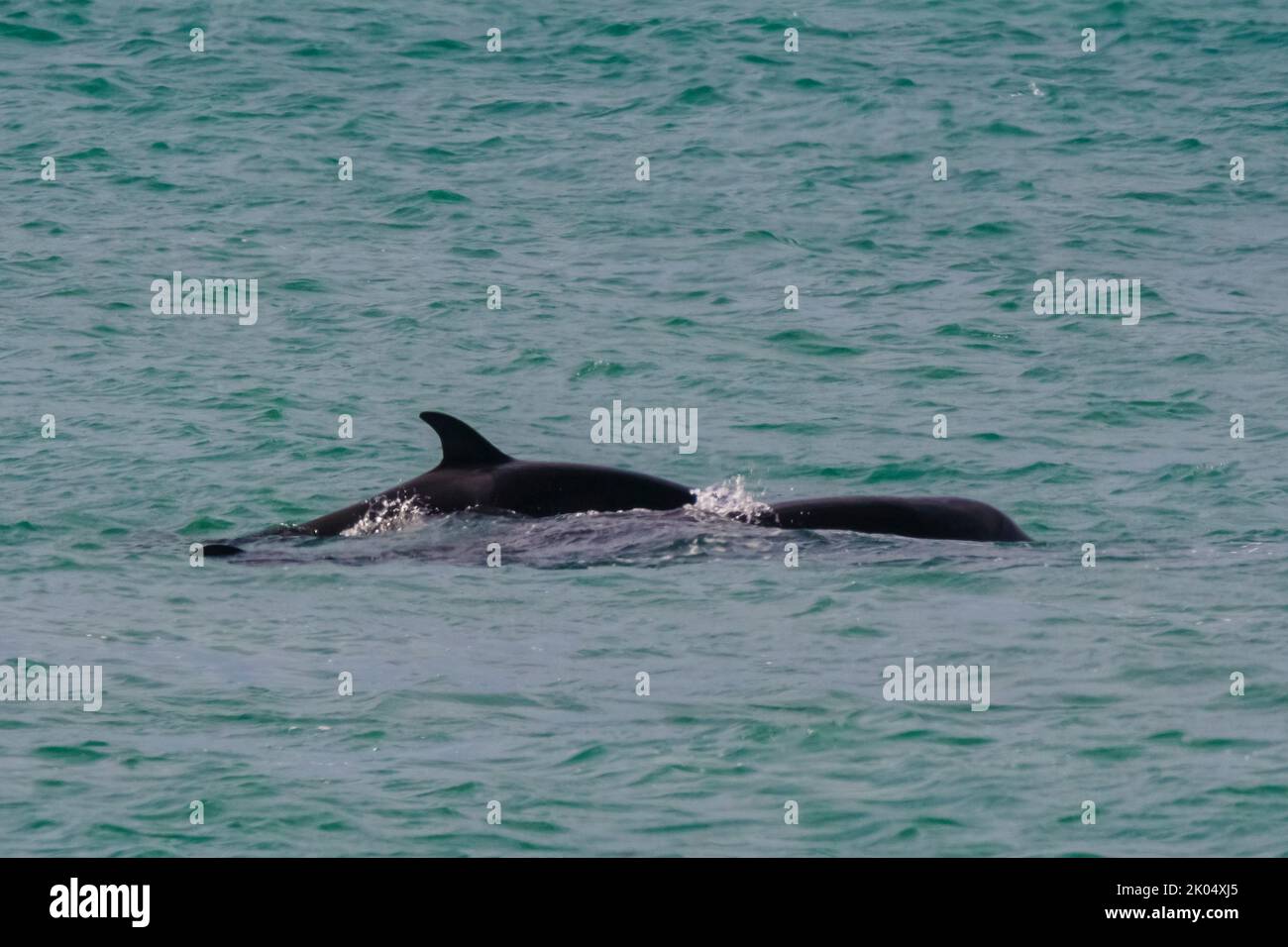 Killer whale hunting sea lions, Patagonia, Argentina Stock Photo - Alamy