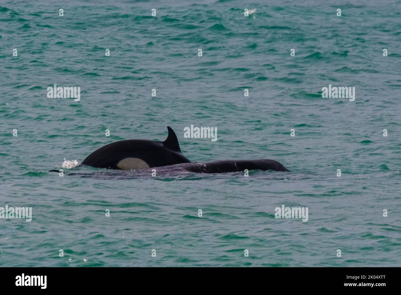 Killer whale hunting sea lions, Patagonia, Argentina Stock Photo - Alamy
