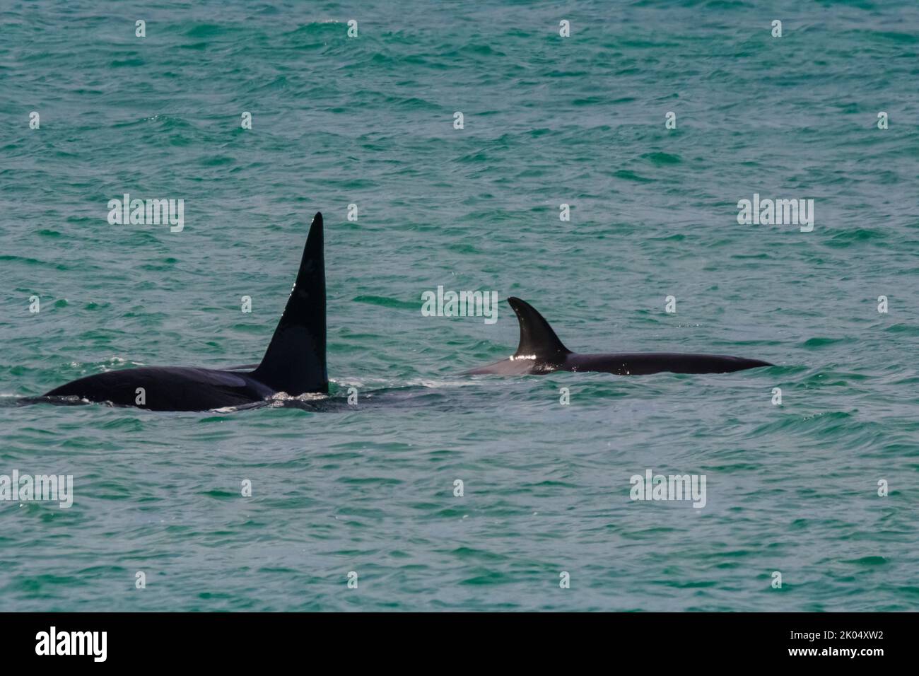 Killer whale hunting sea lions, Patagonia, Argentina Stock Photo - Alamy
