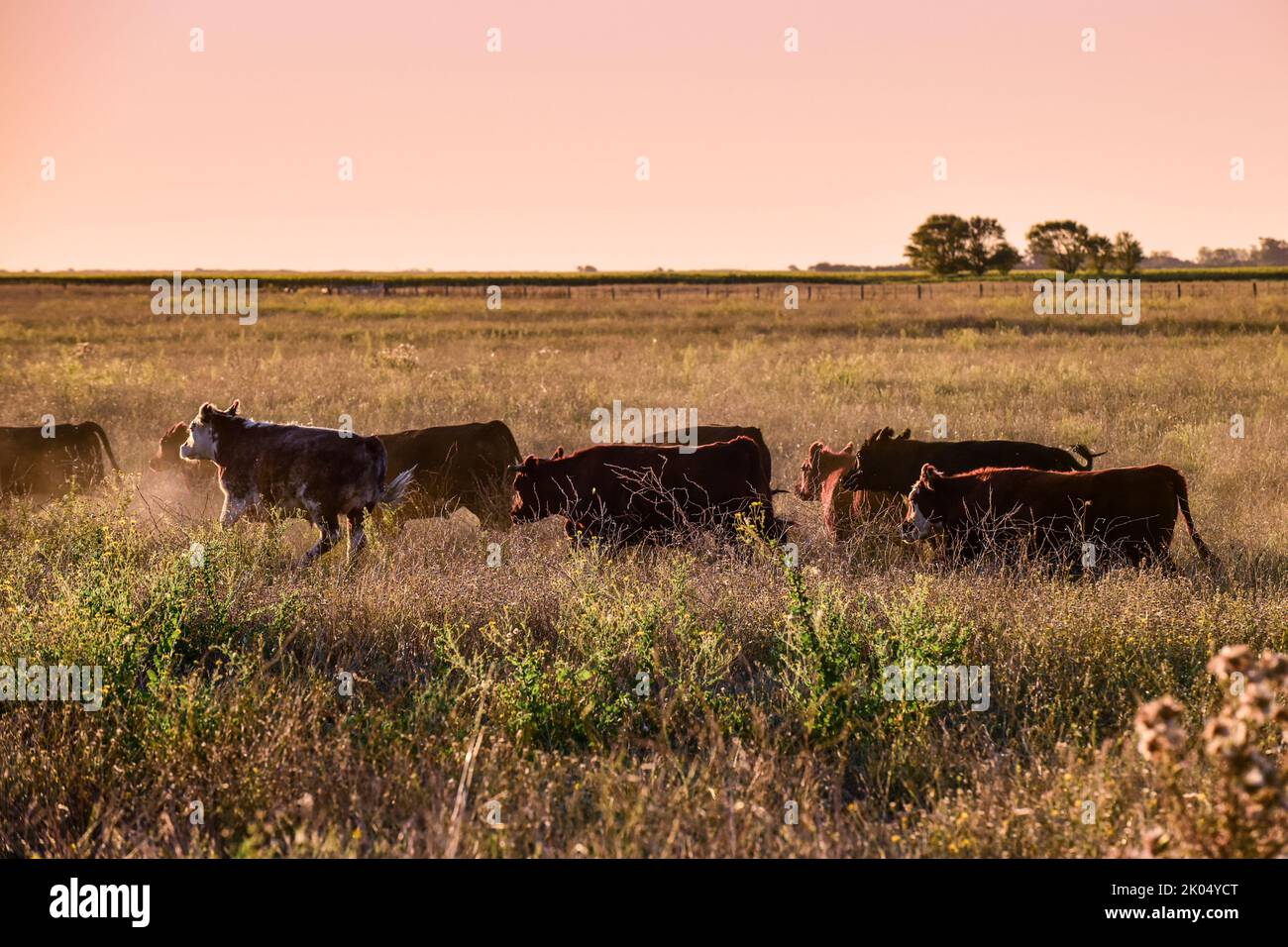 Cows raised with natural pastures, meat production in the Argentine ...