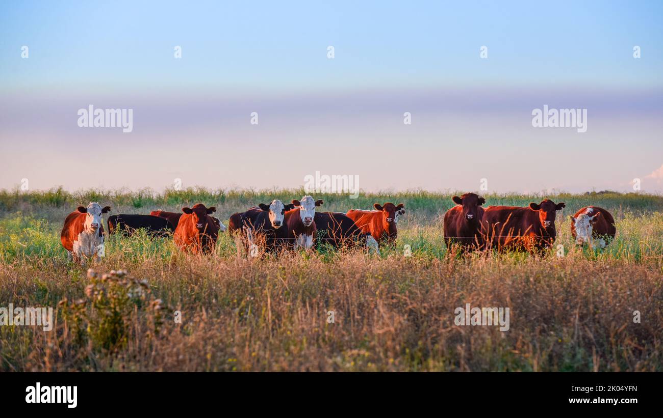 Cows raised with natural pastures, meat production in the Argentine ...