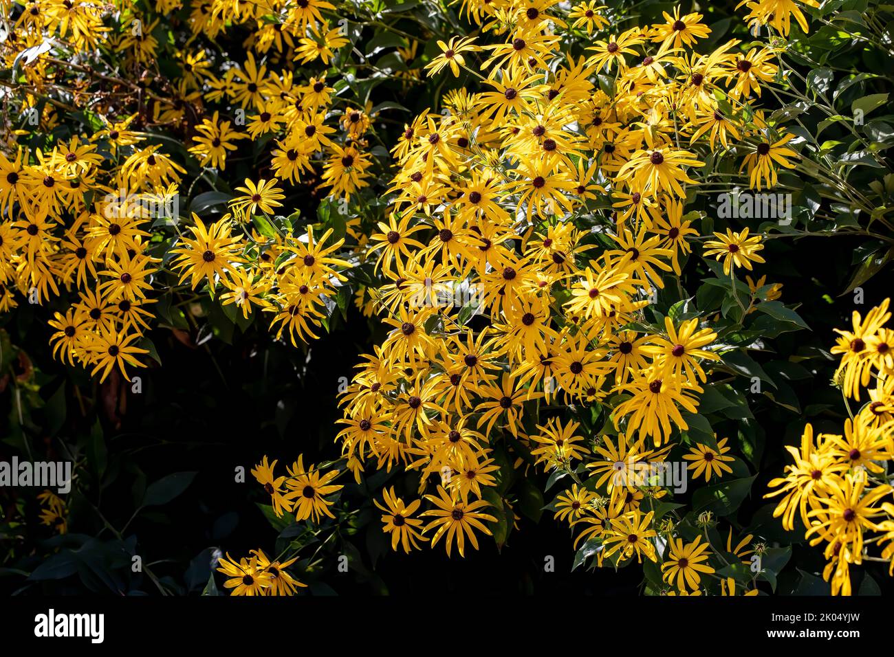 Black-eyed Susan (Rudbeckia hirta). North American flowering plant ...