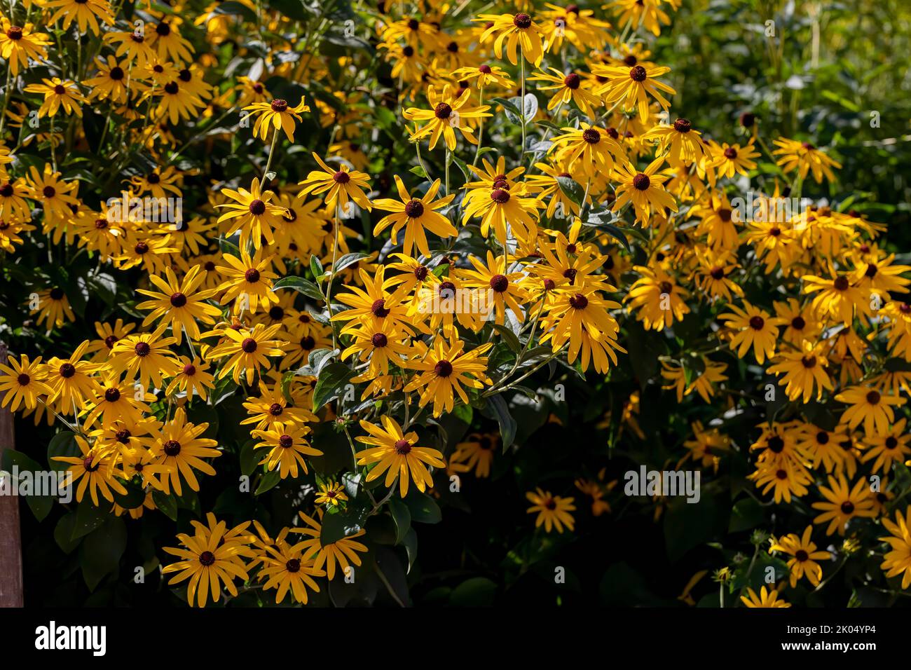 Black-eyed Susan (Rudbeckia hirta). North American flowering plant ...