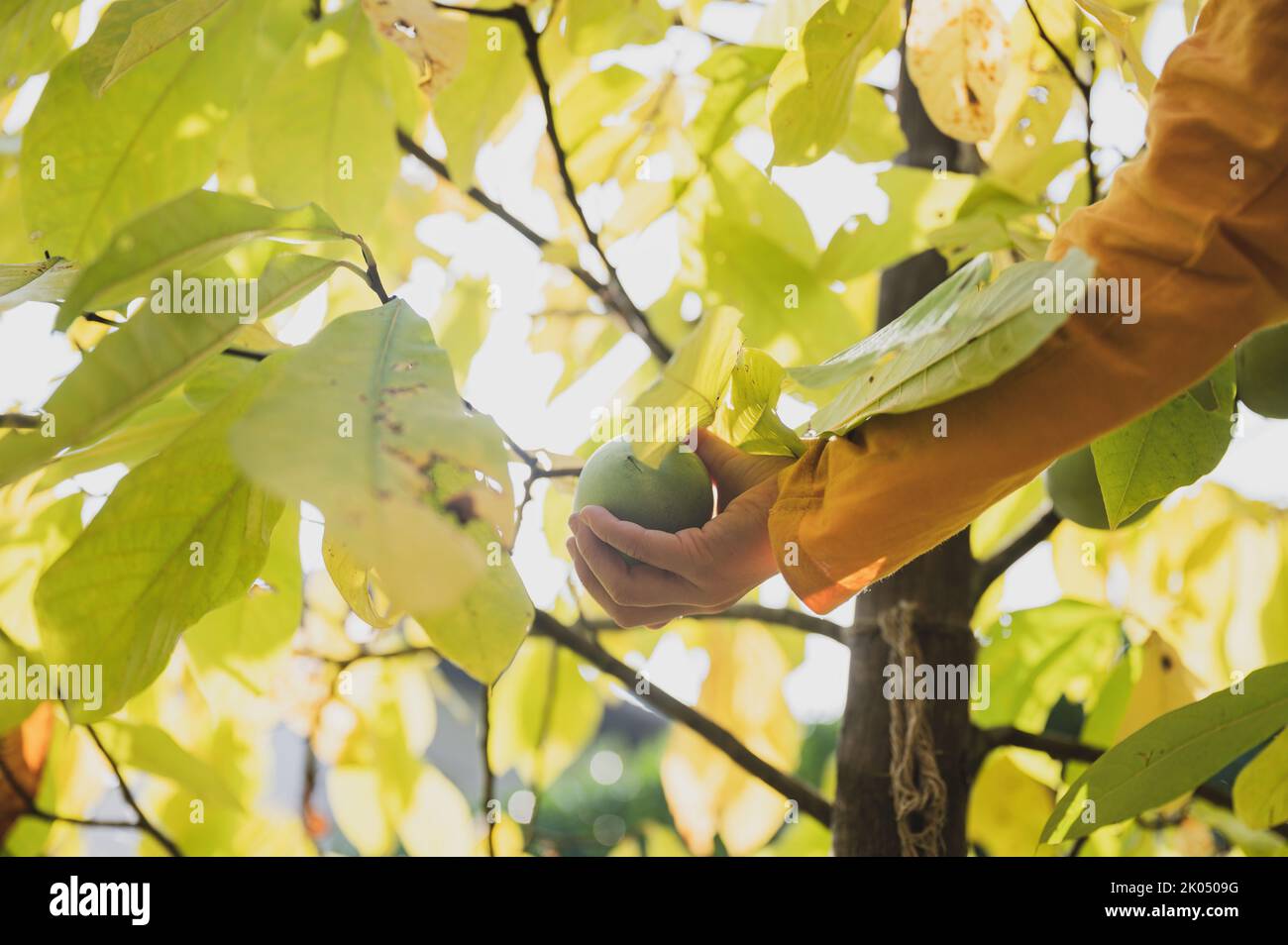 Asimina fruit hi-res stock photography and images - Alamy