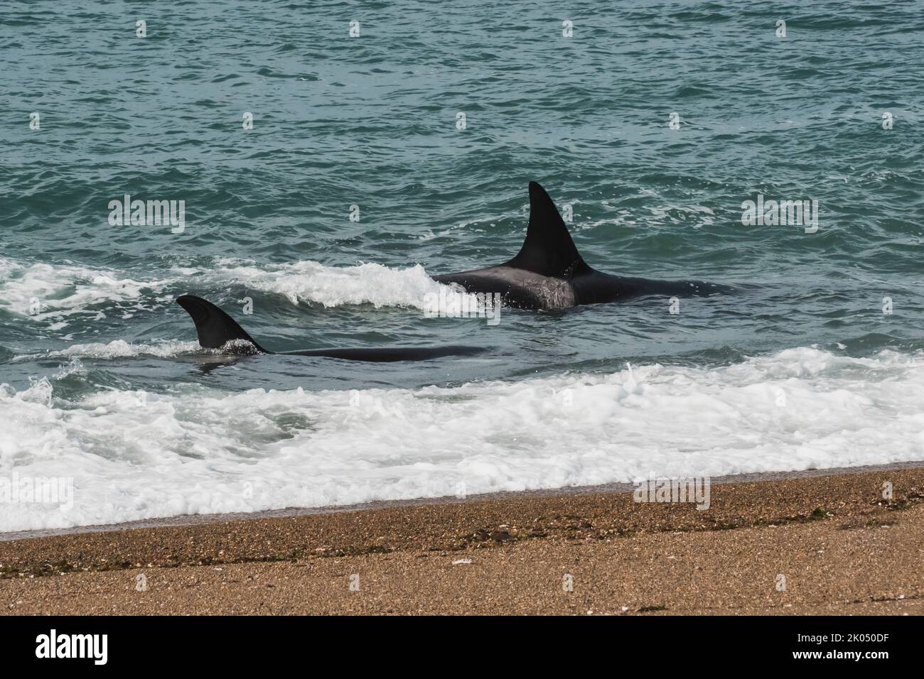 Killer whale hunting sea lions, Patagonia, Argentina Stock Photo - Alamy