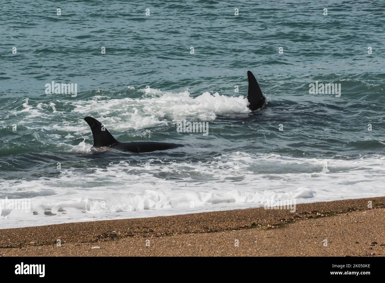 Killer whale hunting sea lions, Patagonia, Argentina Stock Photo - Alamy