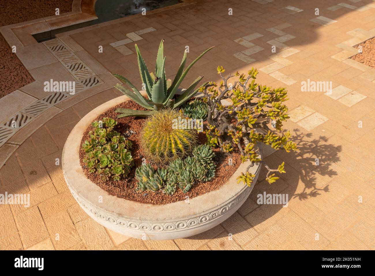 Stone round vase with aloe plants, succulent, money tree - Crassula, in ...