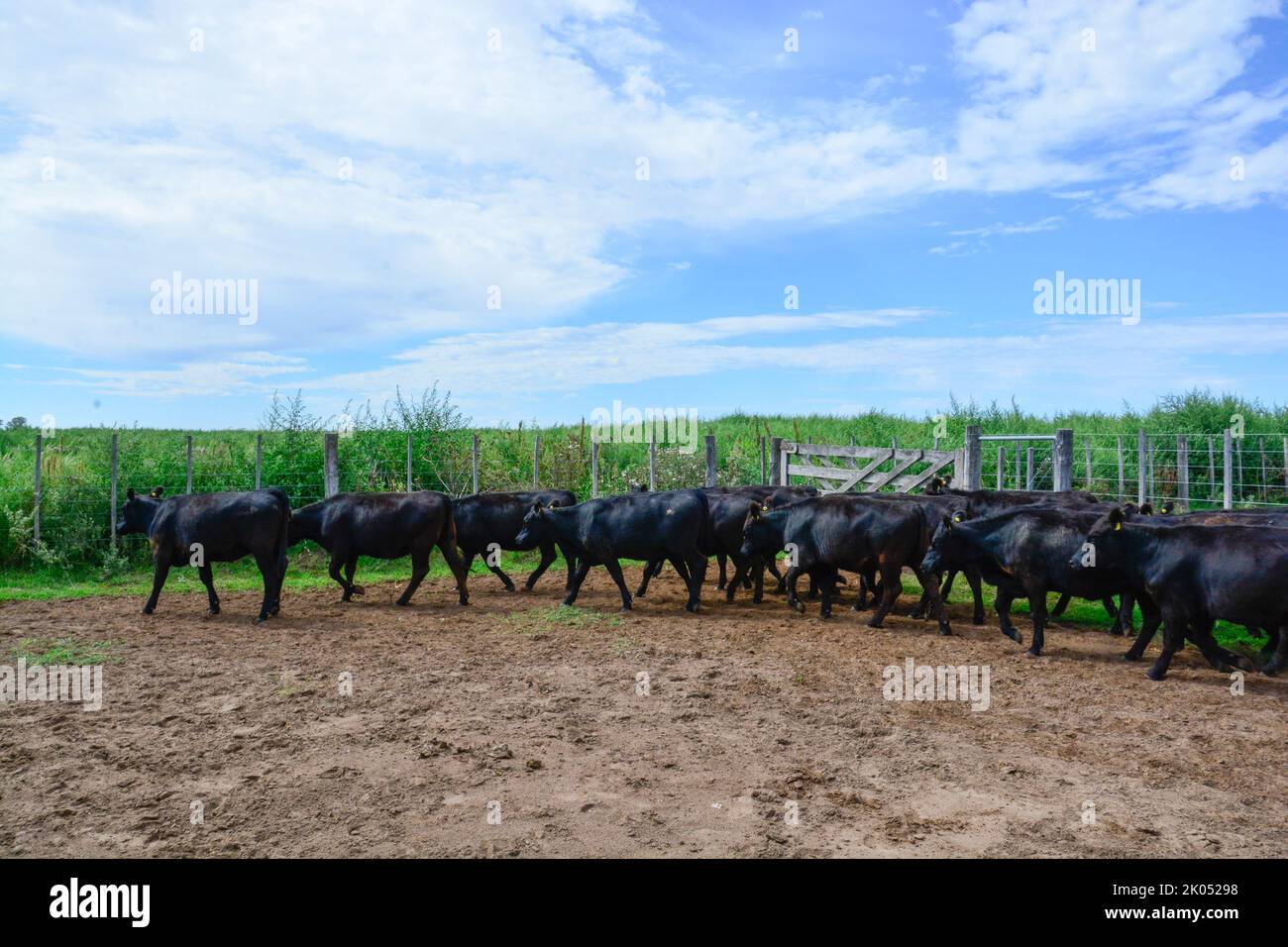 Cows raised with natural pastures, meat production in the Argentine ...