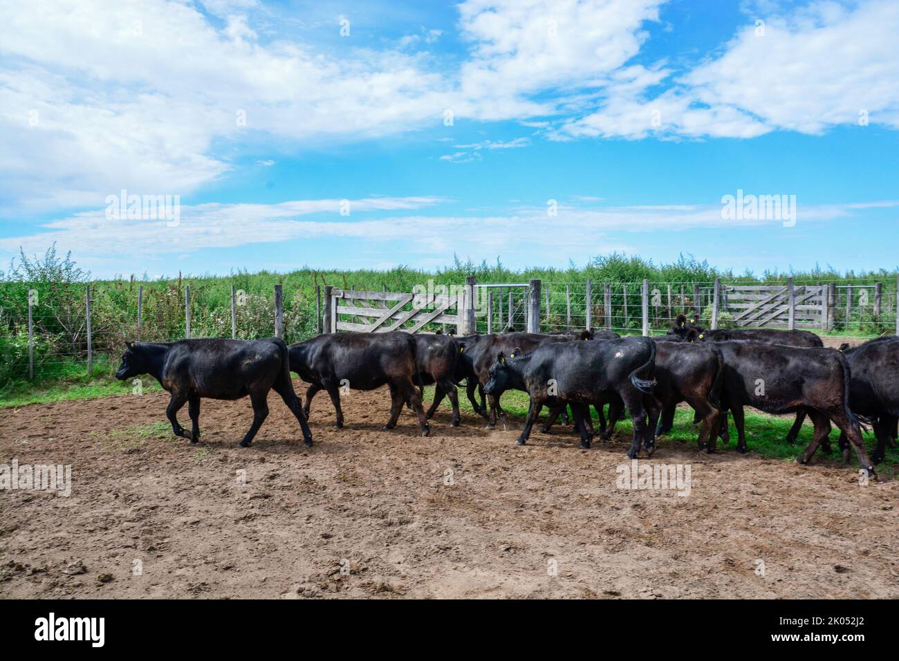 Cows raised with natural pastures, meat production in the Argentine ...