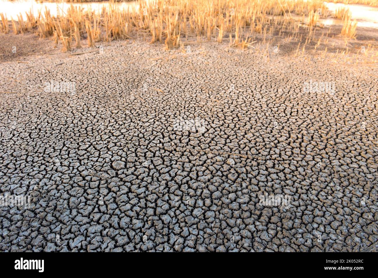 Dry soil desert , La pampa province, Pampas, Patagonia, Argentina Stock ...