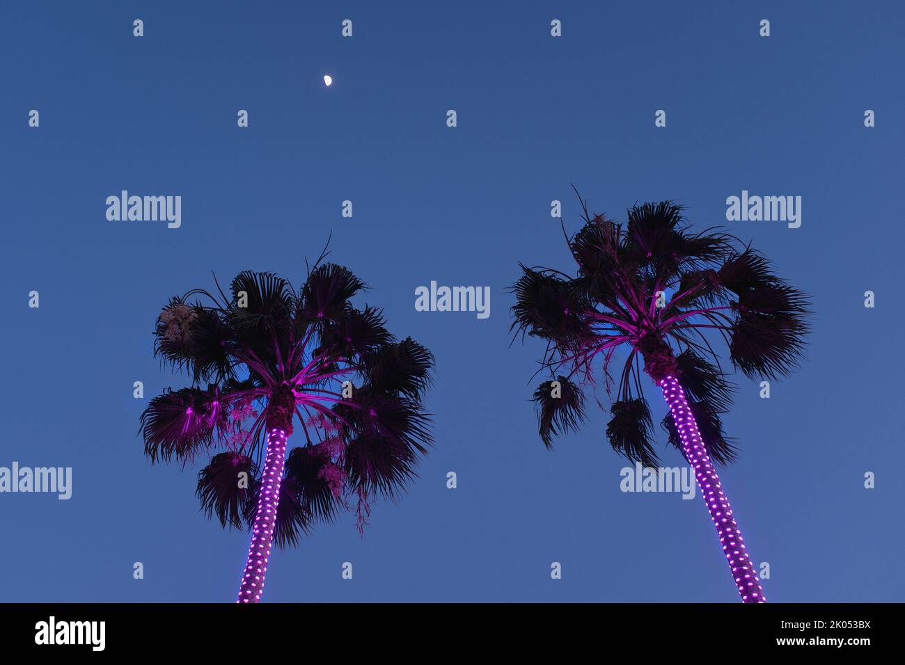 Low Angle View of Illuminated Palm Trees, Magenta Lights, with Moon in ...