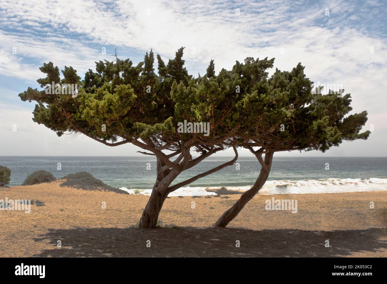 Two Windswept Trees on Beach Stock Photo - Alamy