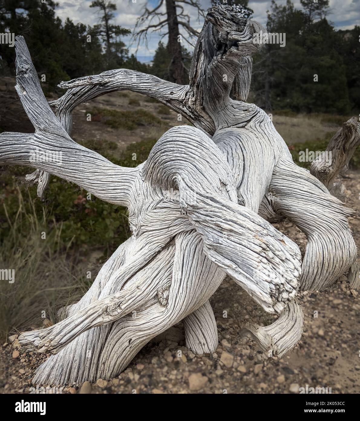 Twisted Dead Desert Tree Bark Stock Photo - Alamy