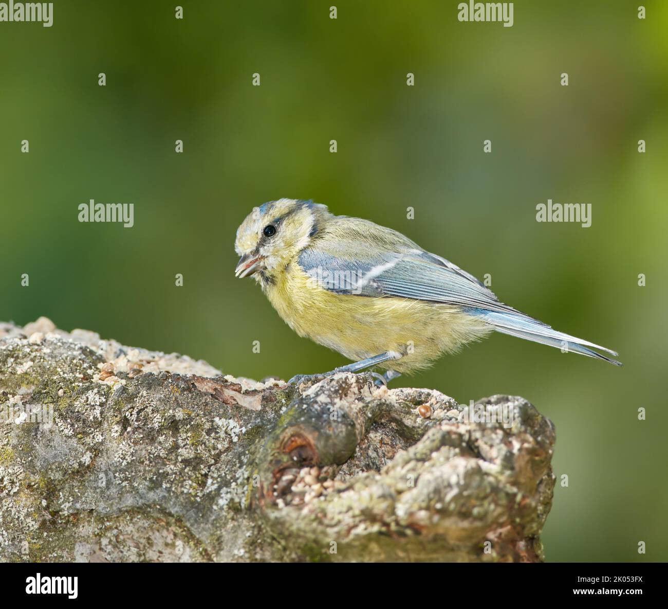 The Great Tit - Parus major. The Eurasian blue tit is a small passerine ...