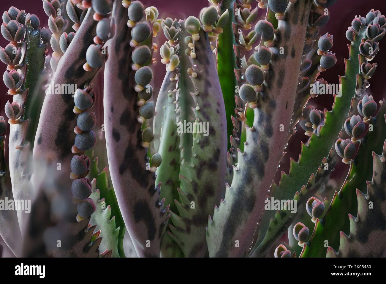 green kalanchoe plant with offspring on the leaves Stock Photo - Alamy