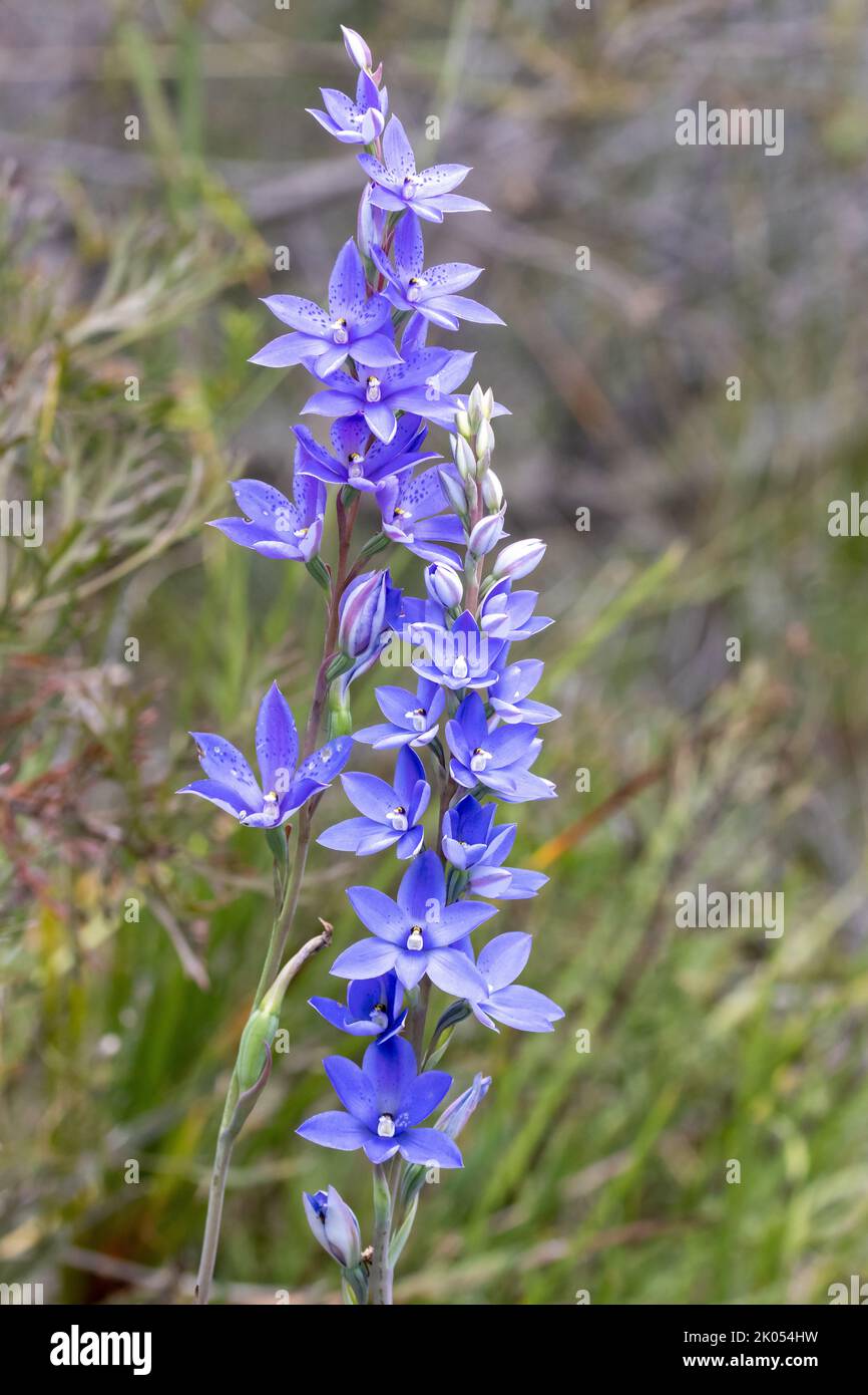 Close up of Australian Dotted Sun Orchid Stock Photo - Alamy